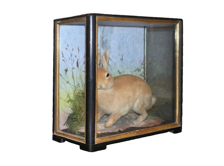 Taxidermy Rabbit in a Case at 1stDibs