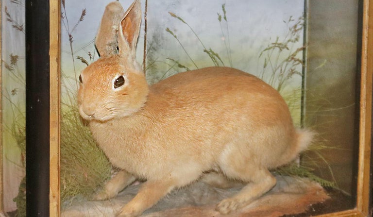 Taxidermy Rabbit in a Case at 1stDibs