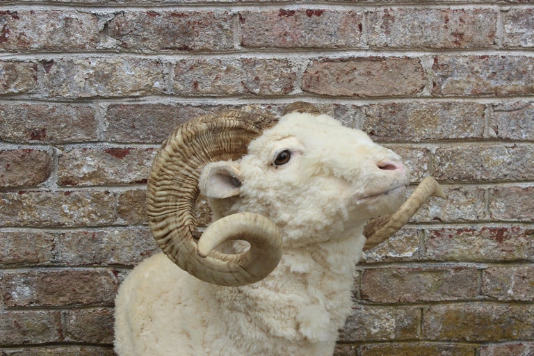 Taxidermy Ram Wall Mount at 1stDibs