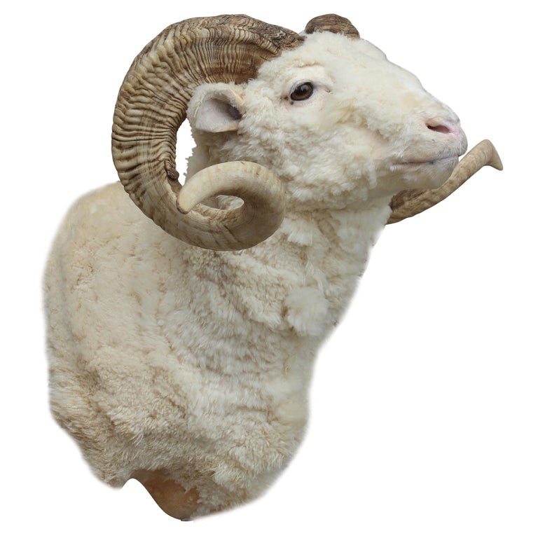 Taxidermy Ram Wall Mount at 1stDibs