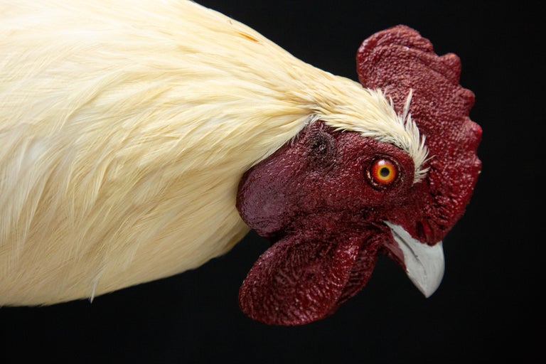 Taxidermy Rooster For Sale at 1stDibs