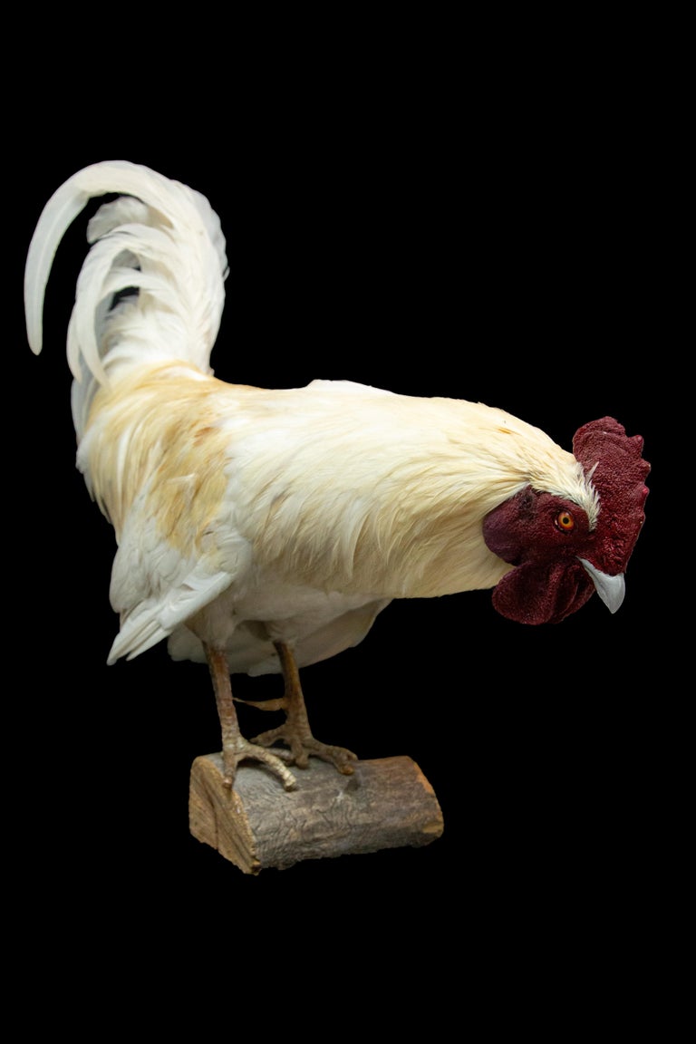 Taxidermy Rooster For Sale at 1stDibs