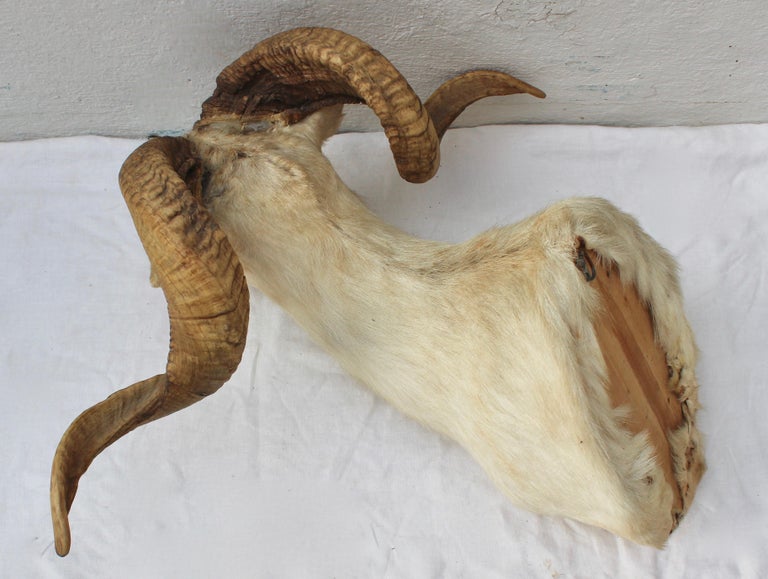 Taxidermy Sheep Wall Mount at 1stDibs | sheep taxidermy, sheep mount