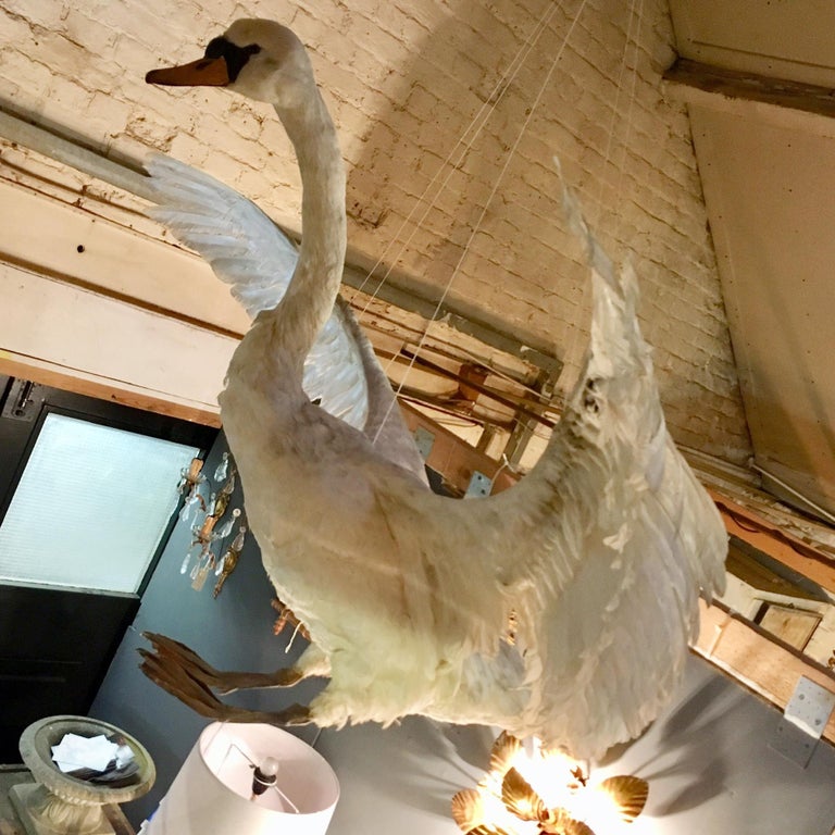 Taxidermy Swan in Flight at 1stDibs