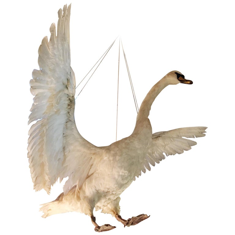 Taxidermy Swan in Flight at 1stDibs