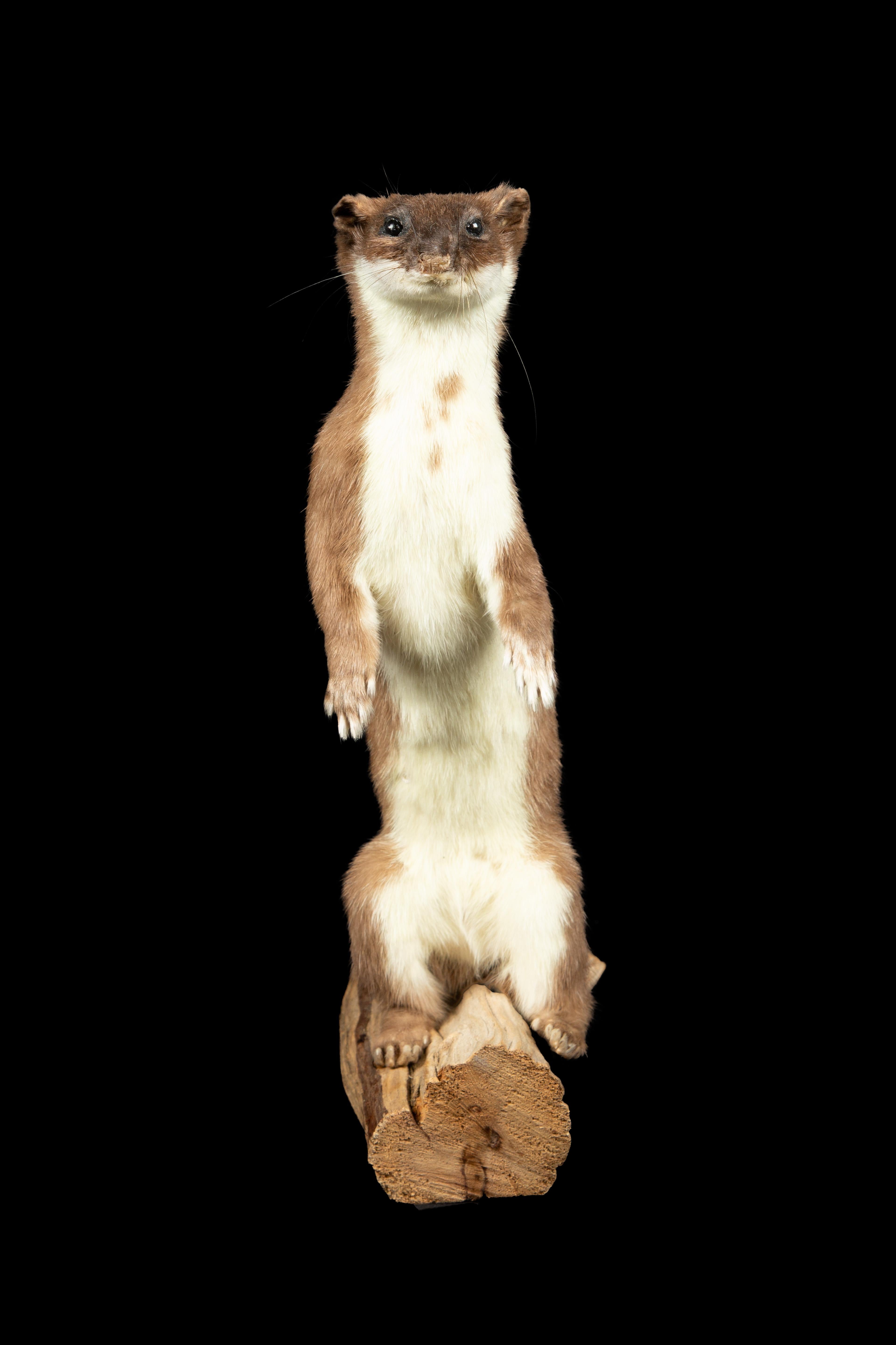 Taxidermy Weasel in Alert Position at 1stDibs