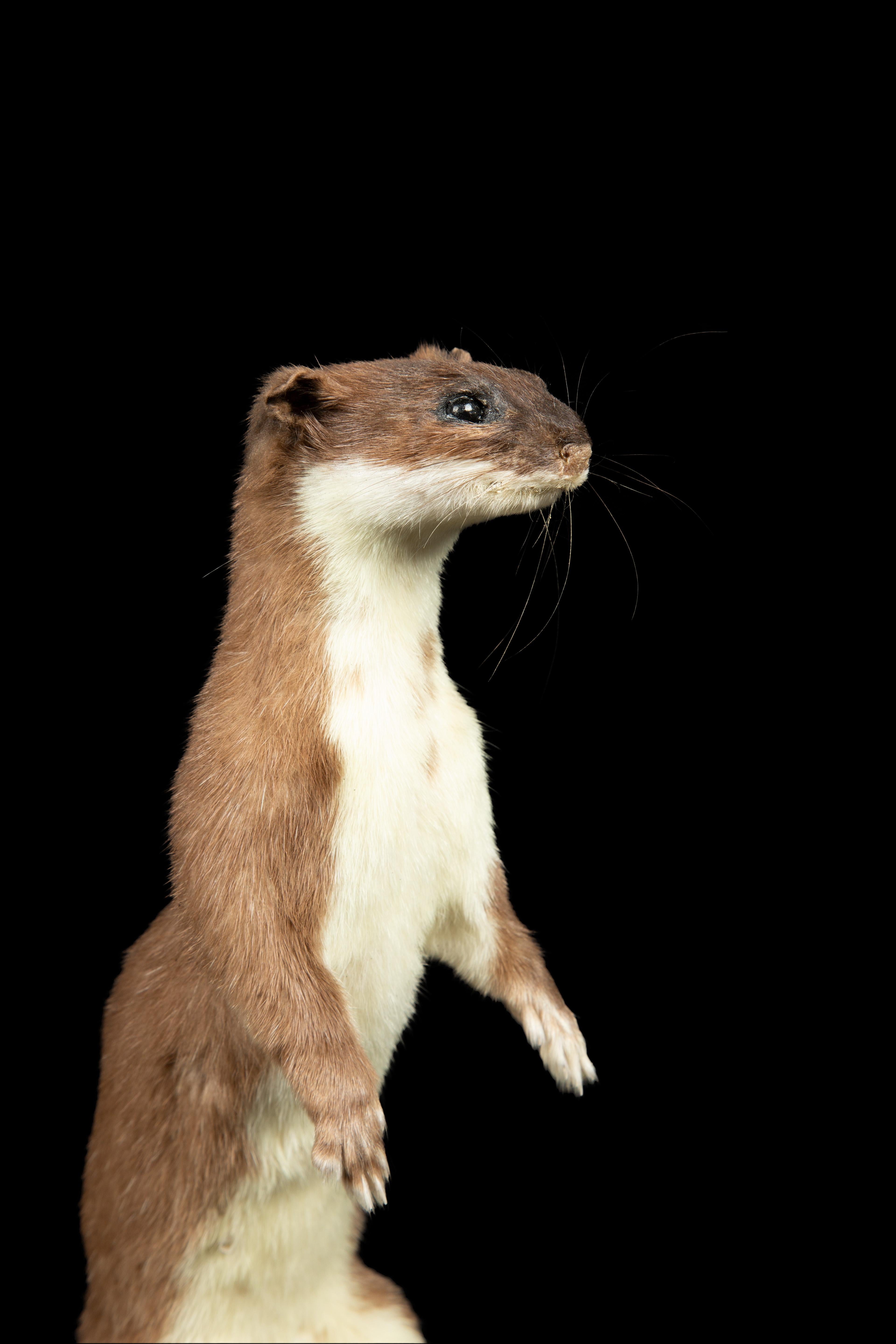 Taxidermy Weasel in Alert Position at 1stDibs