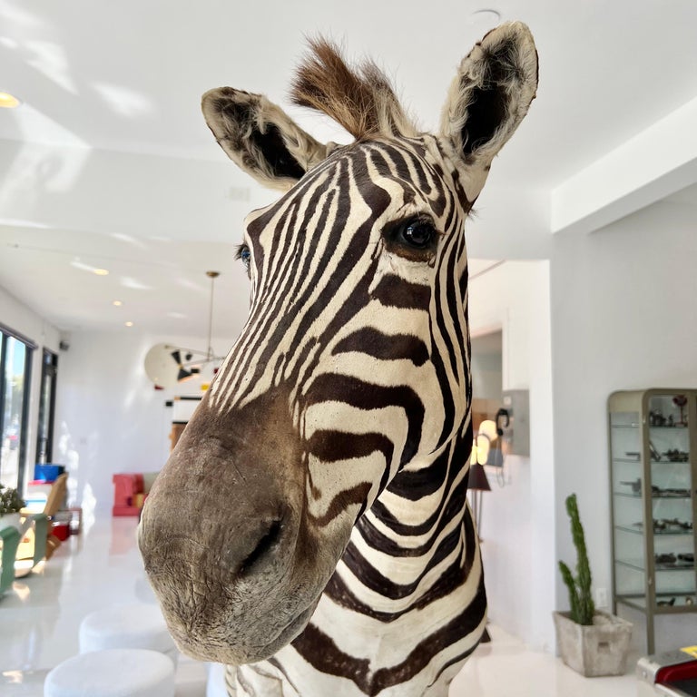 Taxidermy Zebra, 1960s at 1stDibs