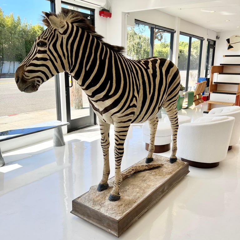 Taxidermy Zebra, 1960s at 1stDibs