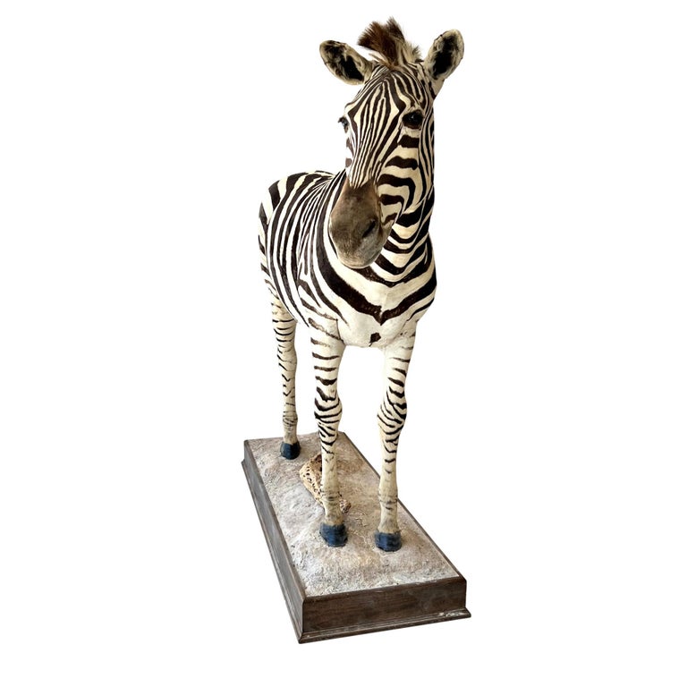 Taxidermy Zebra, 1960s at 1stDibs