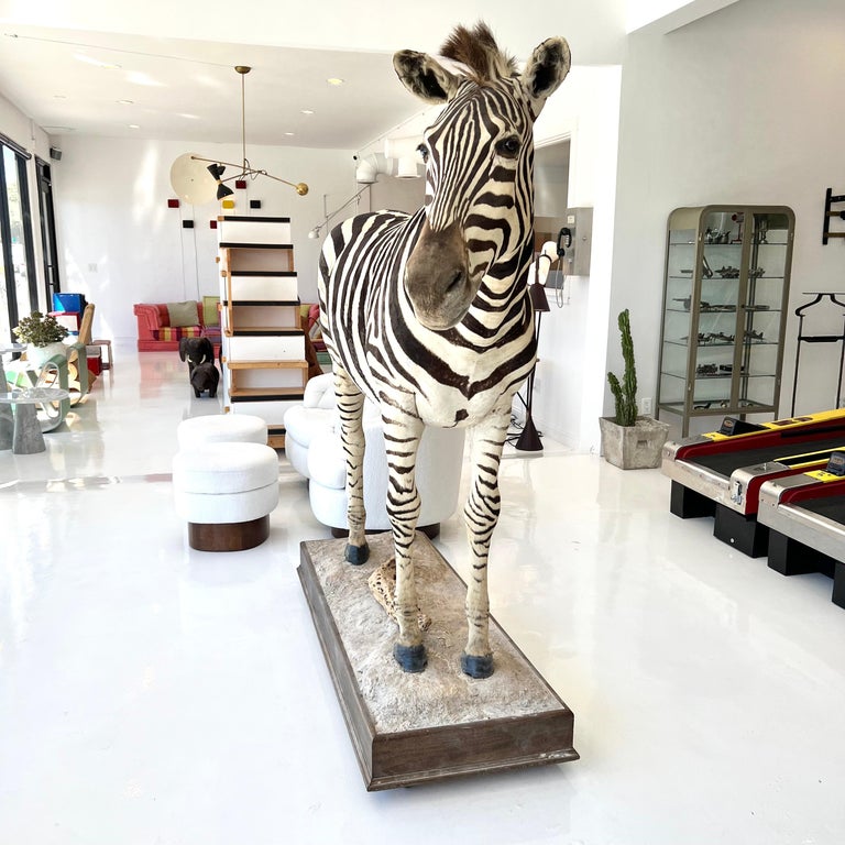 Taxidermy Zebra, 1960s at 1stDibs