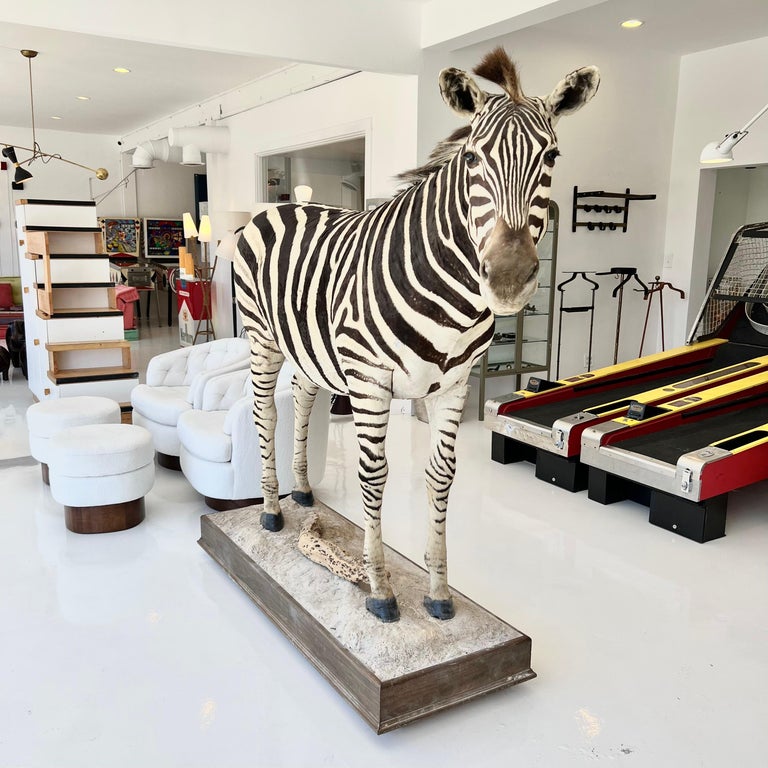 Taxidermy Zebra, 1960s at 1stDibs