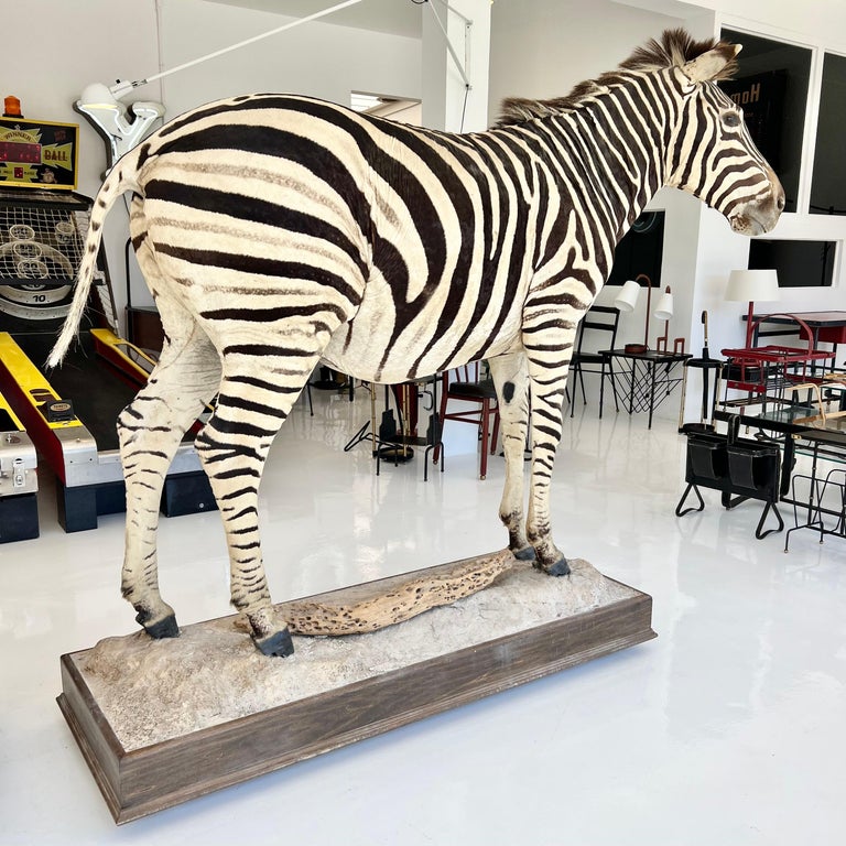 Taxidermy Zebra, 1960s at 1stDibs