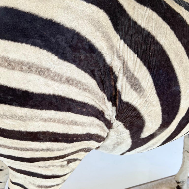 Taxidermy Zebra, 1960s at 1stDibs