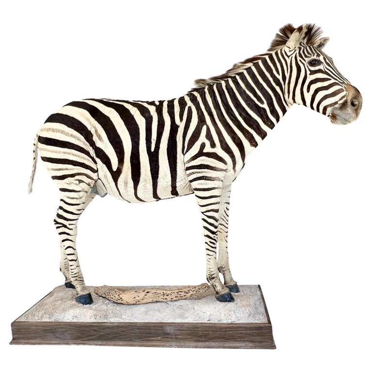 Taxidermy Zebra, 1960s at 1stDibs