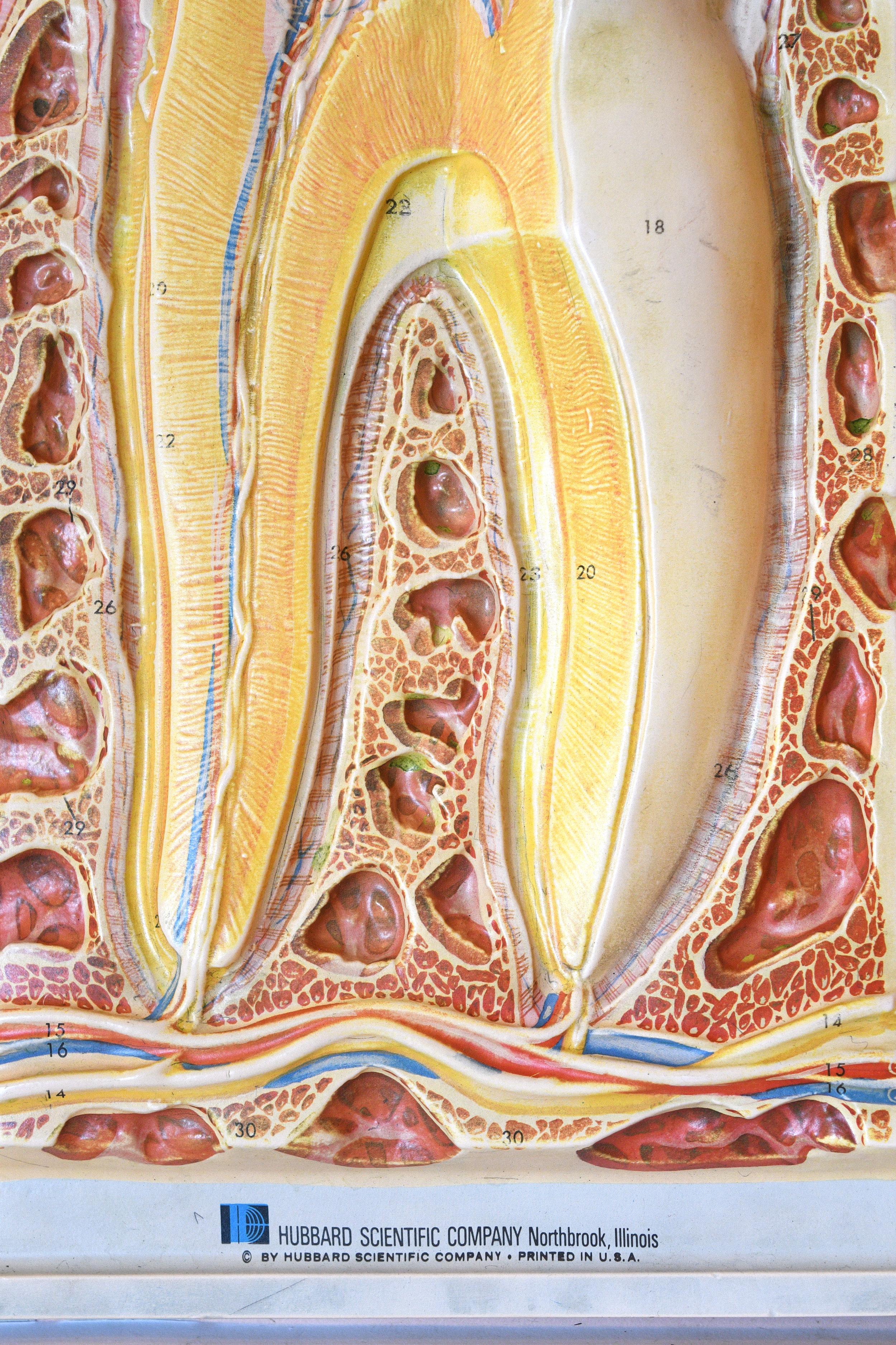Teeth Cross Section 3D Diagram at 1stDibs | teeth model labeled, tooth ...