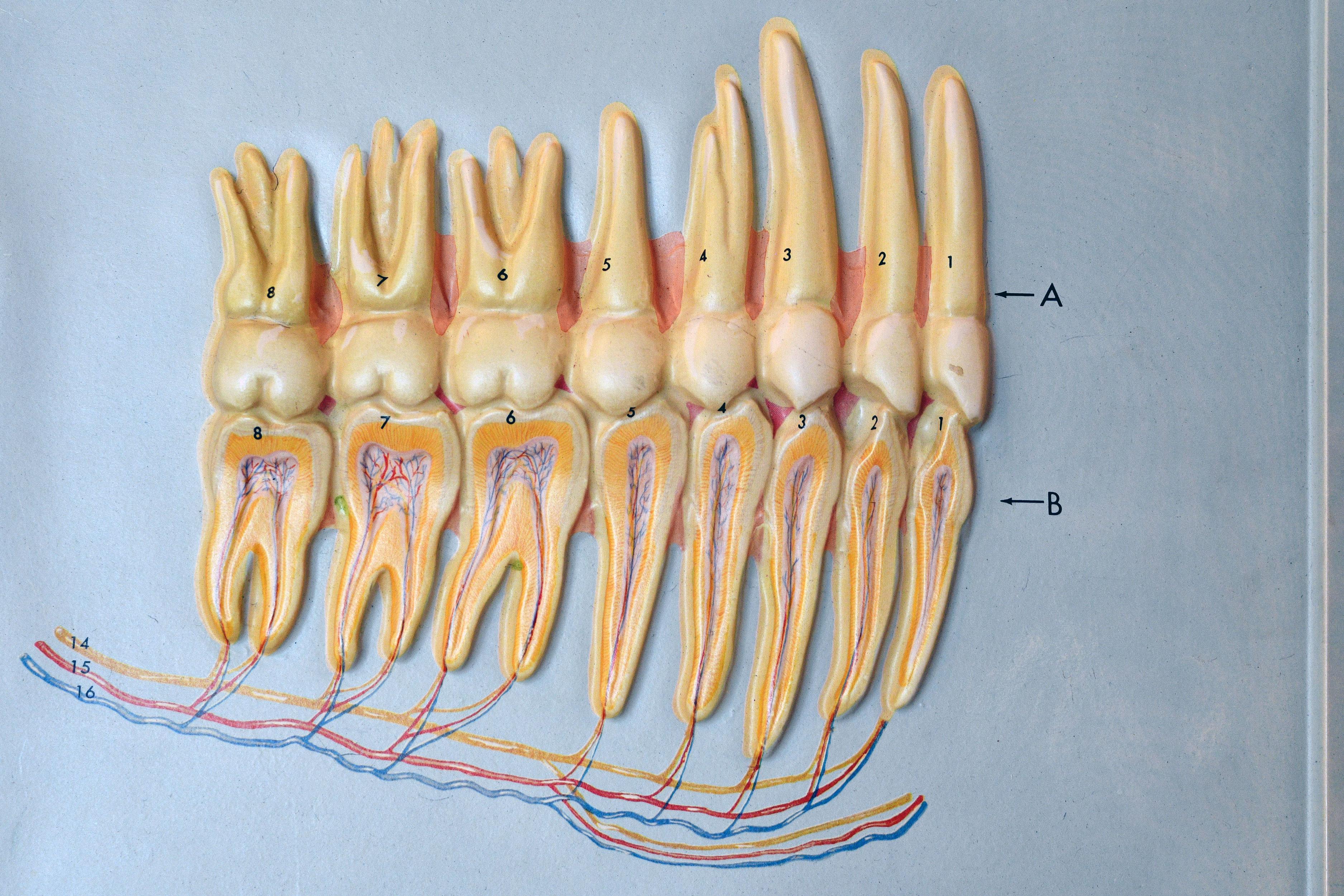 Teeth Cross Section 3D Diagram at 1stDibs | teeth model labeled, tooth ...