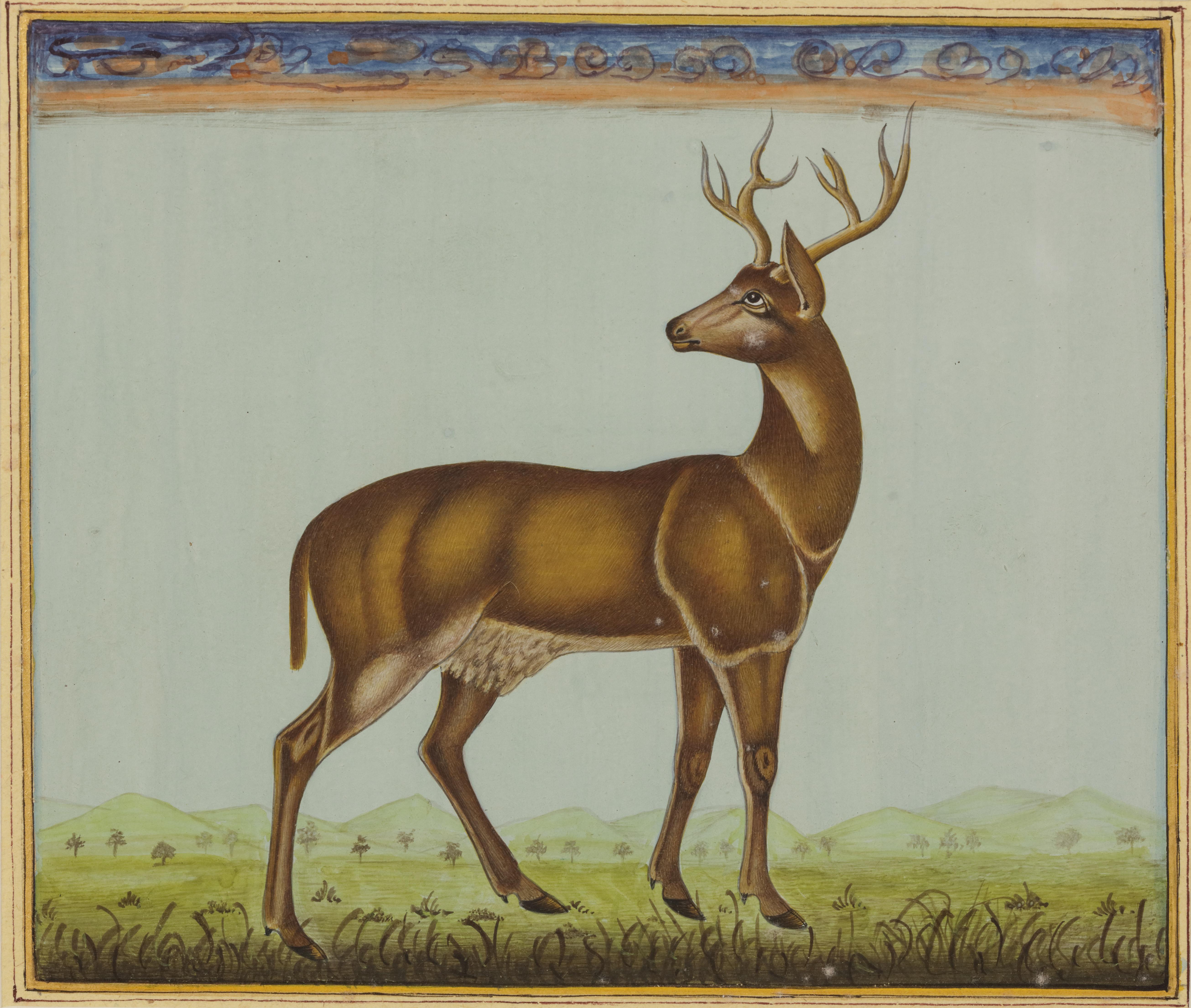 Ten Indian miniature paintings of animals For Sale at 1stDibs