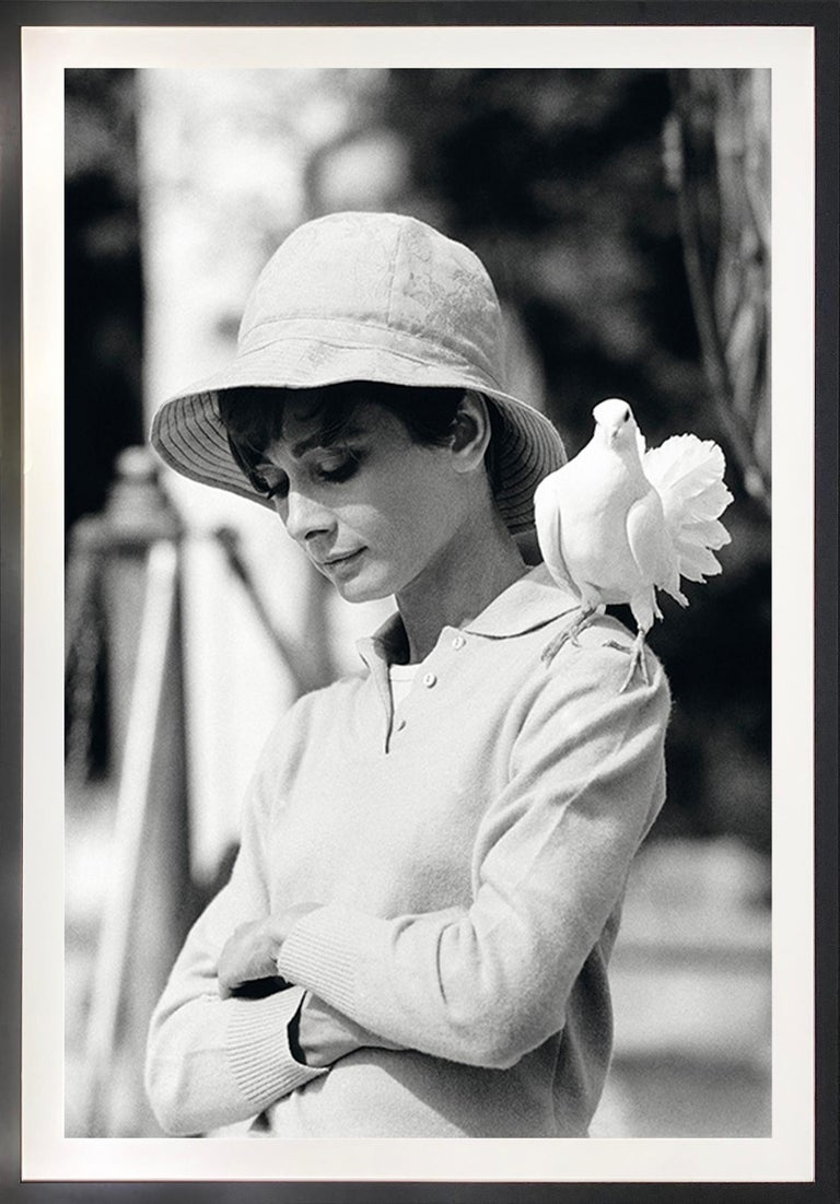 Terry O'Neill - Audrey Hepburn With Dove, South of France For Sale at ...