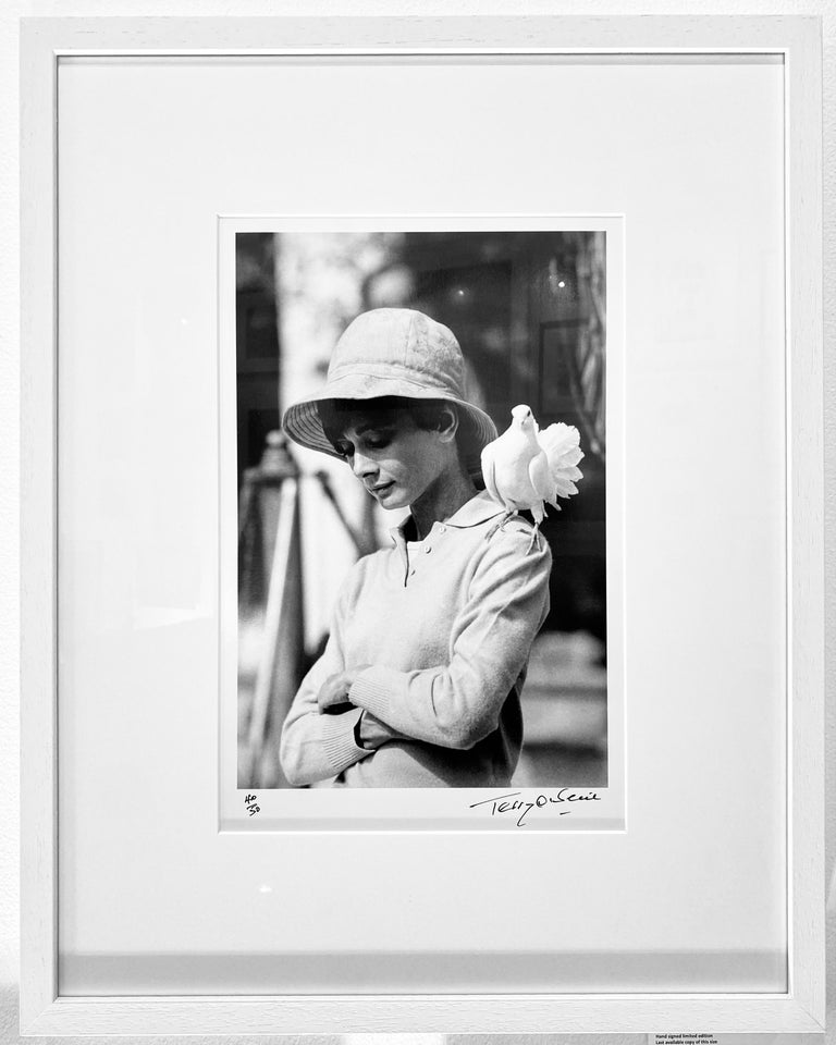 Terry O'Neill - Hepburn with a Dove 1966 (Framed) For Sale at 1stDibs