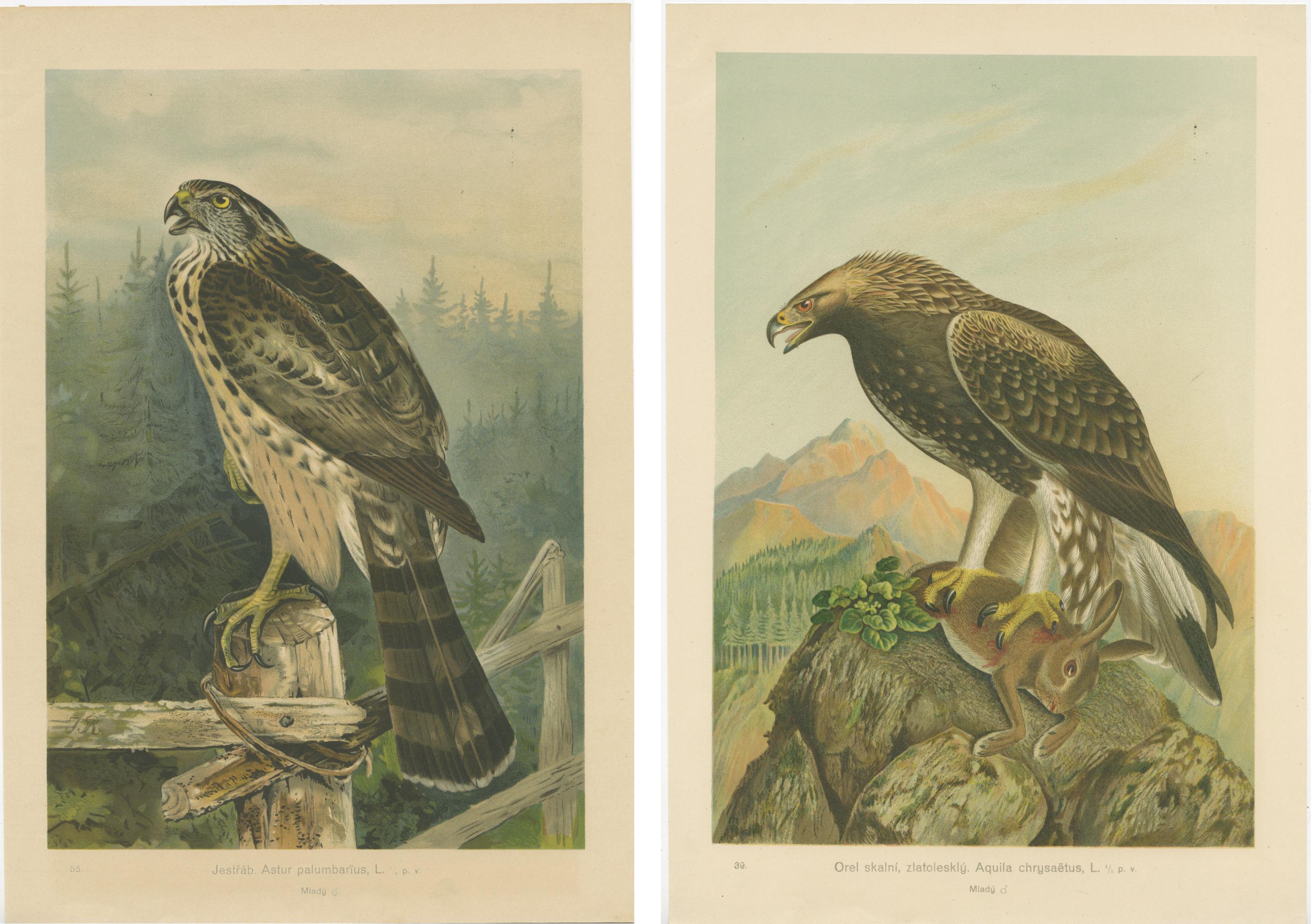The Golden Eagle and Northern Goshawk by J.F. Naumann, Original Vintage ...