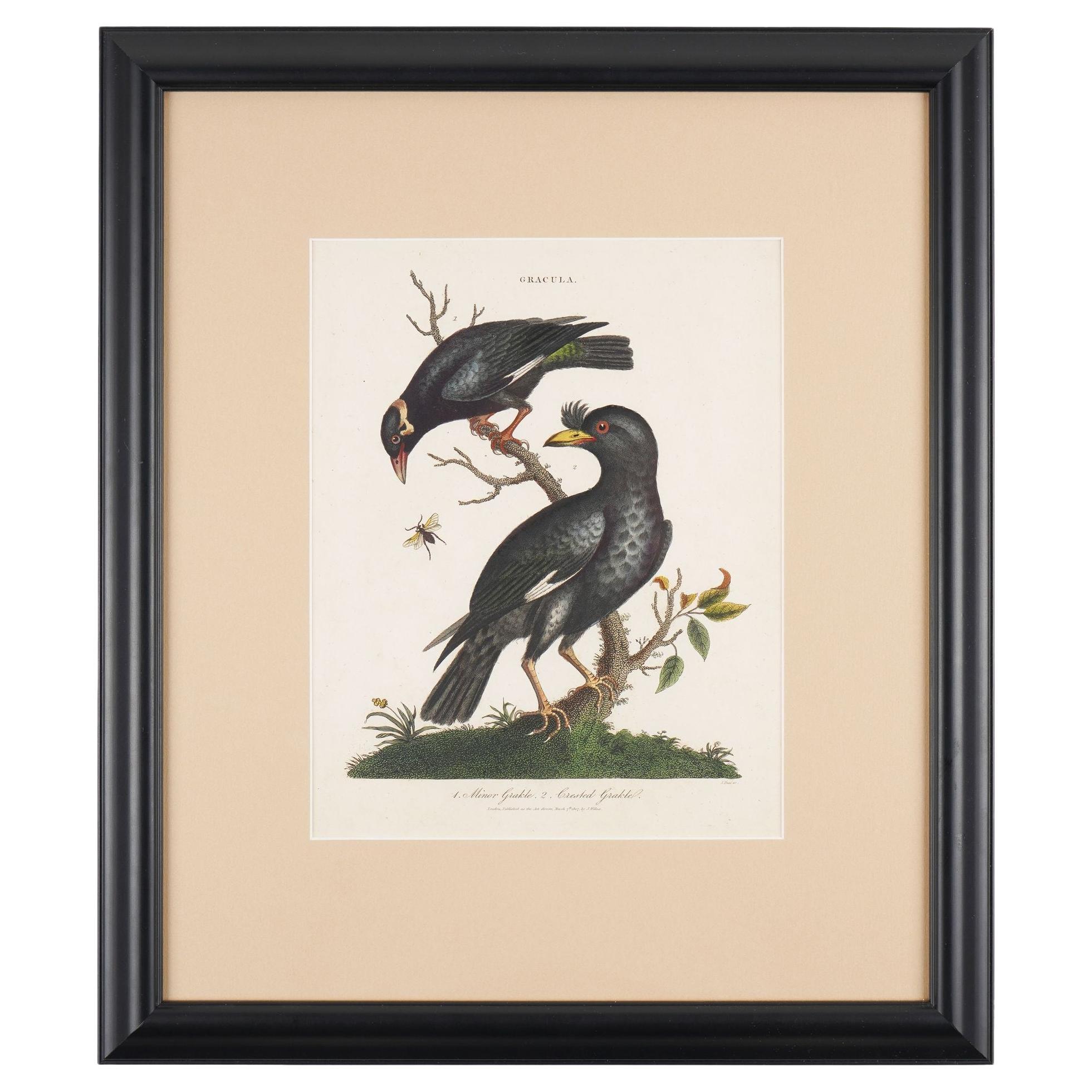 Crimson Crown: Old Bird Print of The Red-Crested Pochard by Magnus von ...