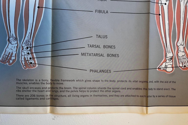 Skeletal System Poster by American Map Co. For Sale at 1stDibs