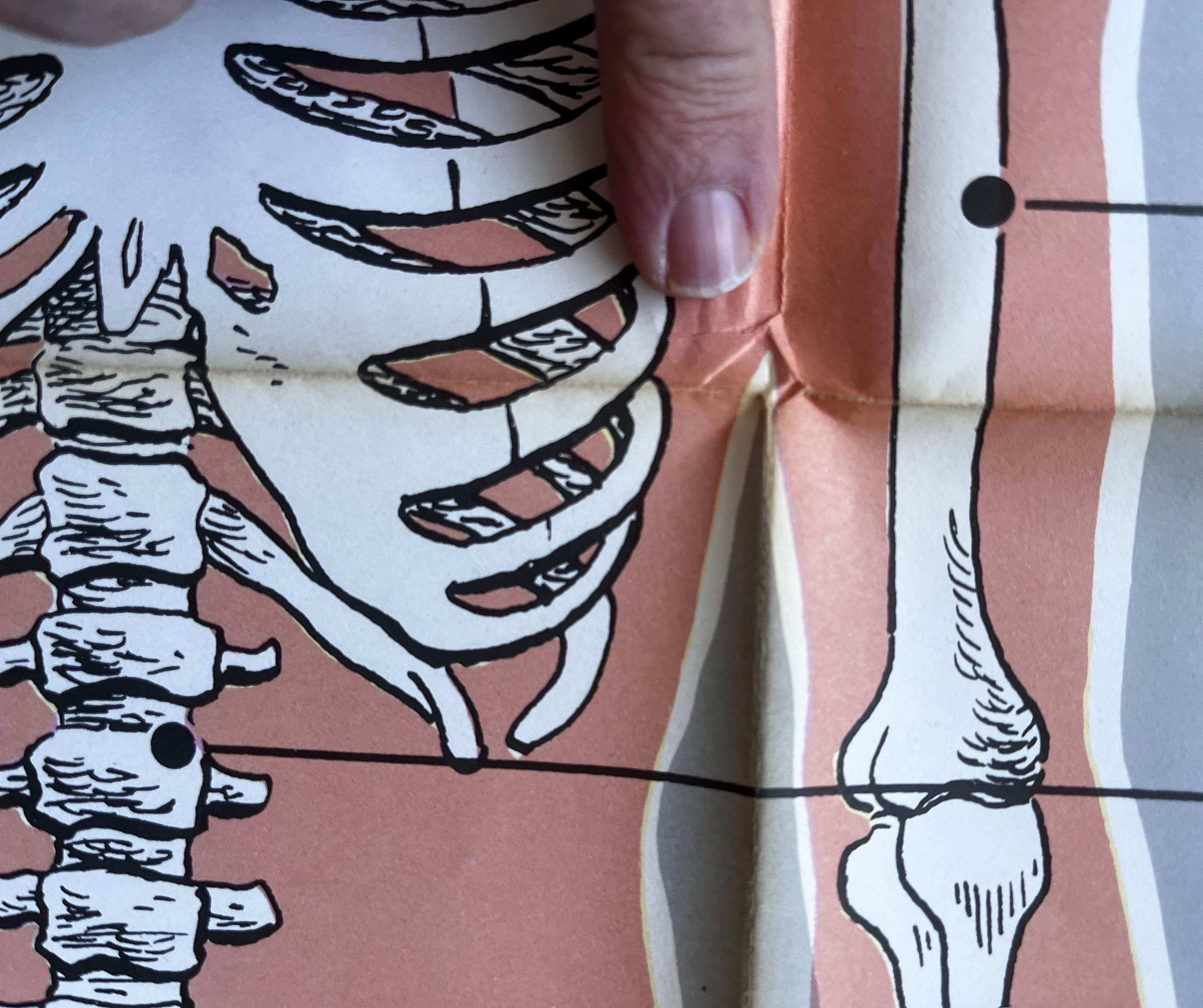 Skeletal System Poster by American Map Co. For Sale at 1stDibs ...