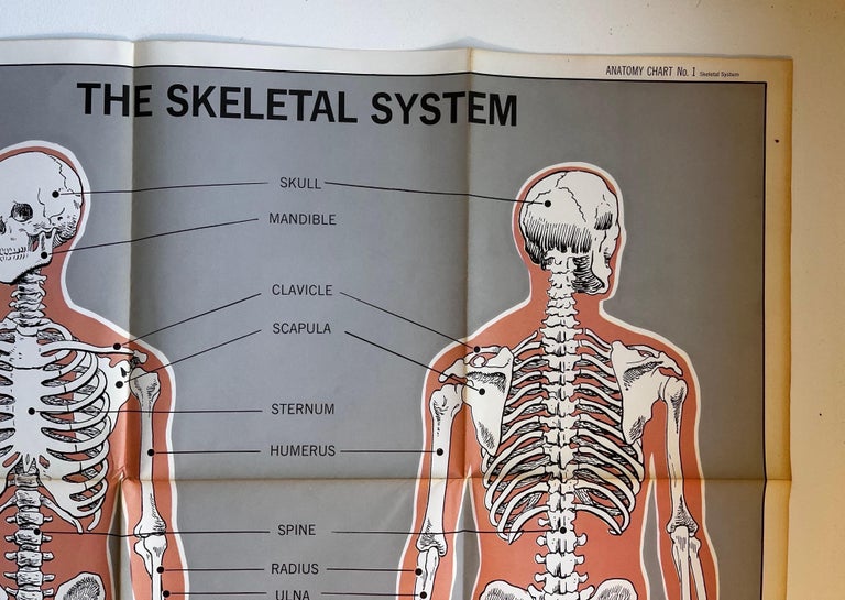 Skeletal System Poster by American Map Co. For Sale at 1stDibs