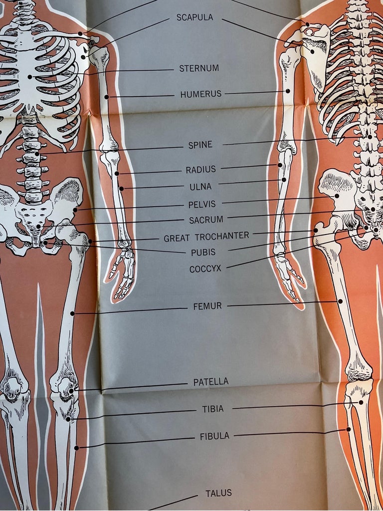The Skeletal System Poster by American Map Co. For Sale at 1stDibs