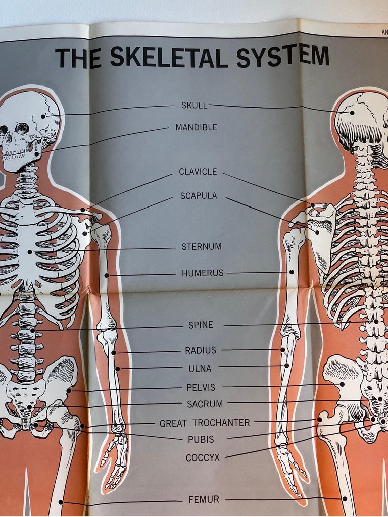 The Skeletal System Poster by American Map Co. For Sale at 1stDibs