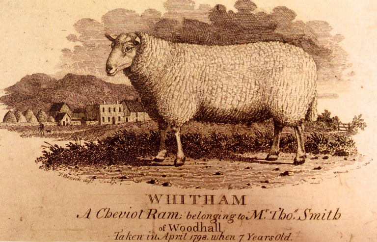 Thomas Bewick Graphic Worlds by Nigel Tattersfield, 1st Ed For Sale at ...