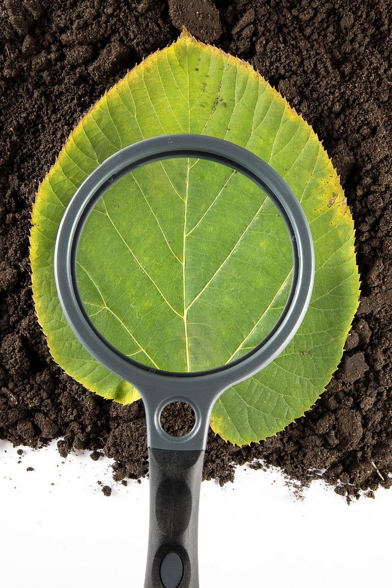 Thomas Hagen - Magnification For Sale at 1stDibs
