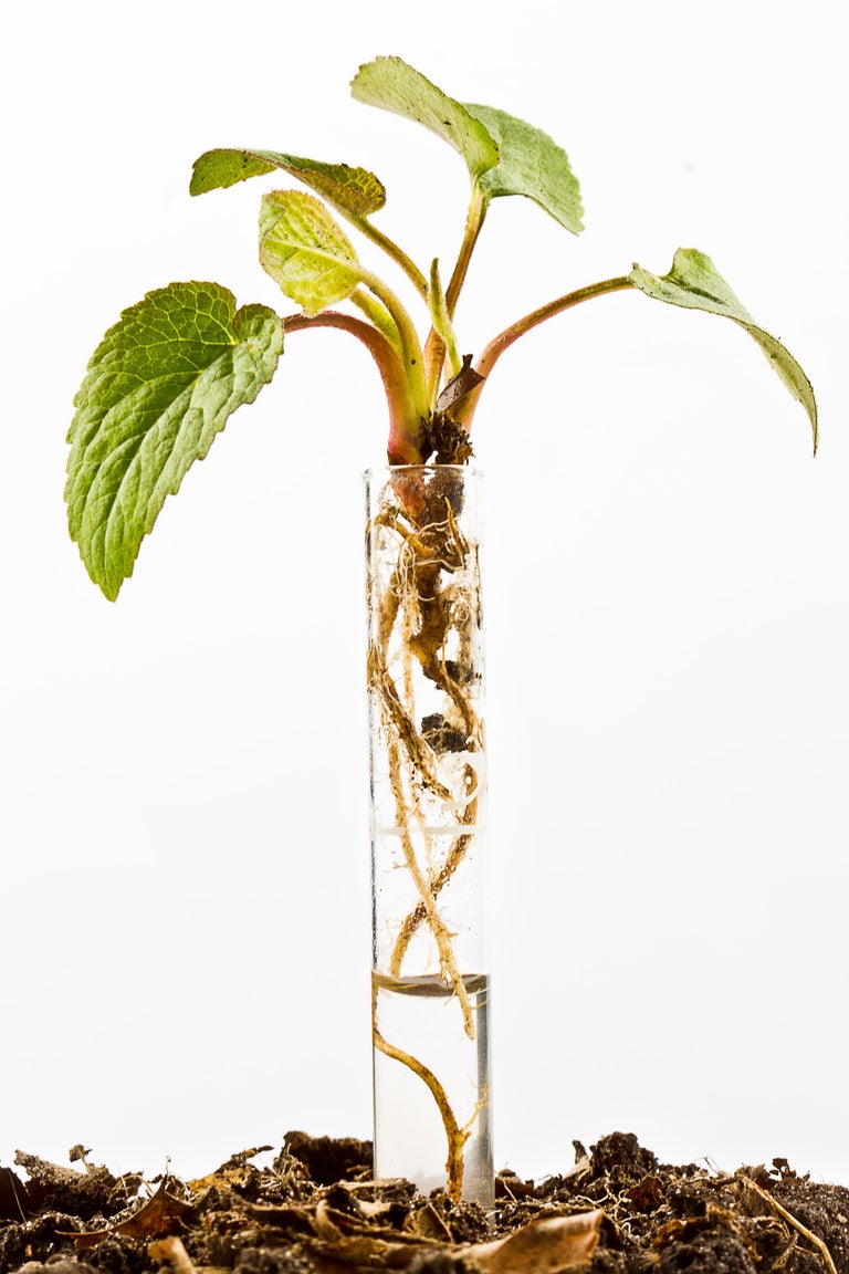 Thomas Hagen - Roots For Sale at 1stDibs