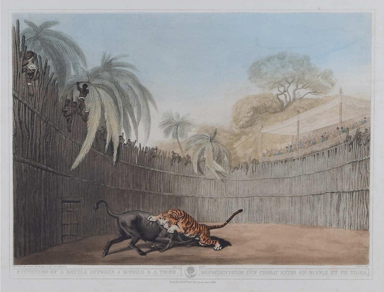 Samuel Howitt: 'Battle between Buffalo and Tiger' print after Thomas ...