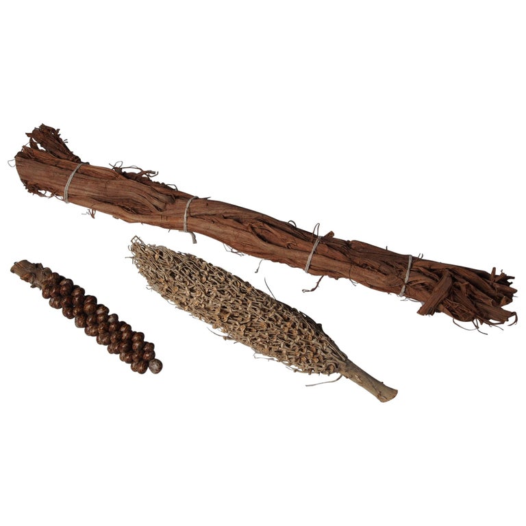 Three Dried Botanica Specimens For Sale at 1stDibs