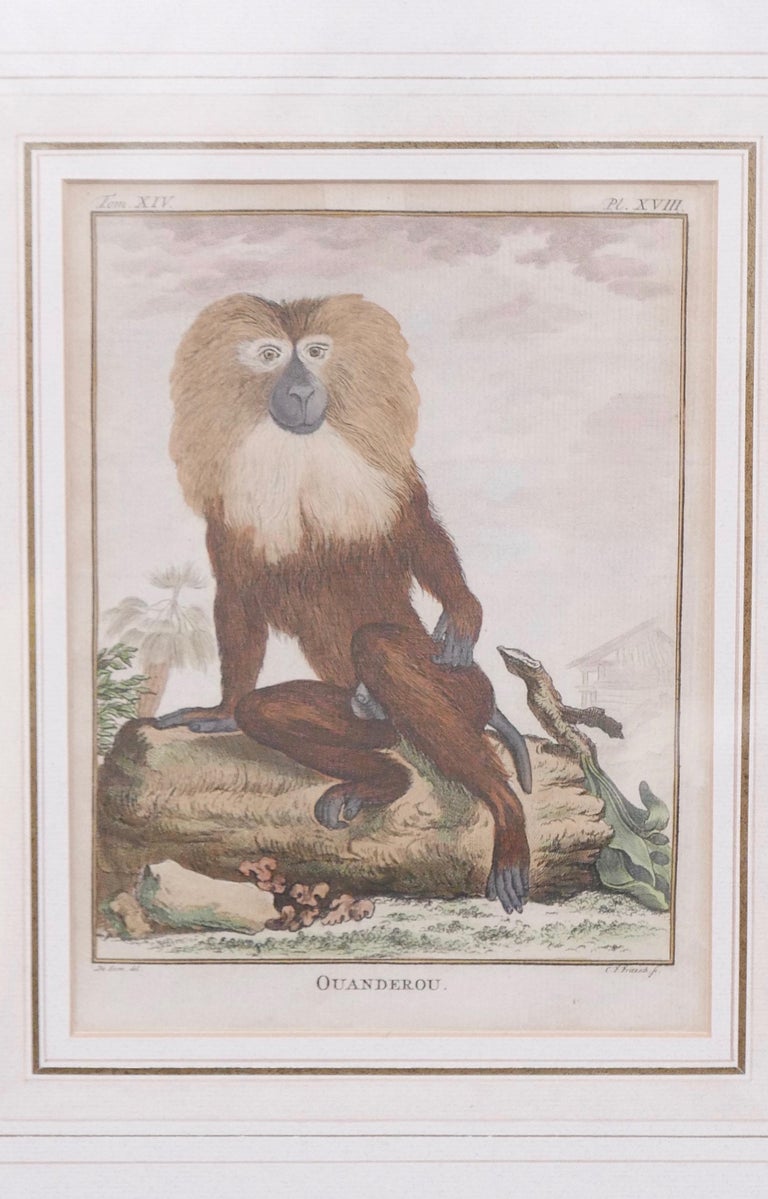 Three Framed Antique Hand Colored Monkey Engravings - Early 19th ...