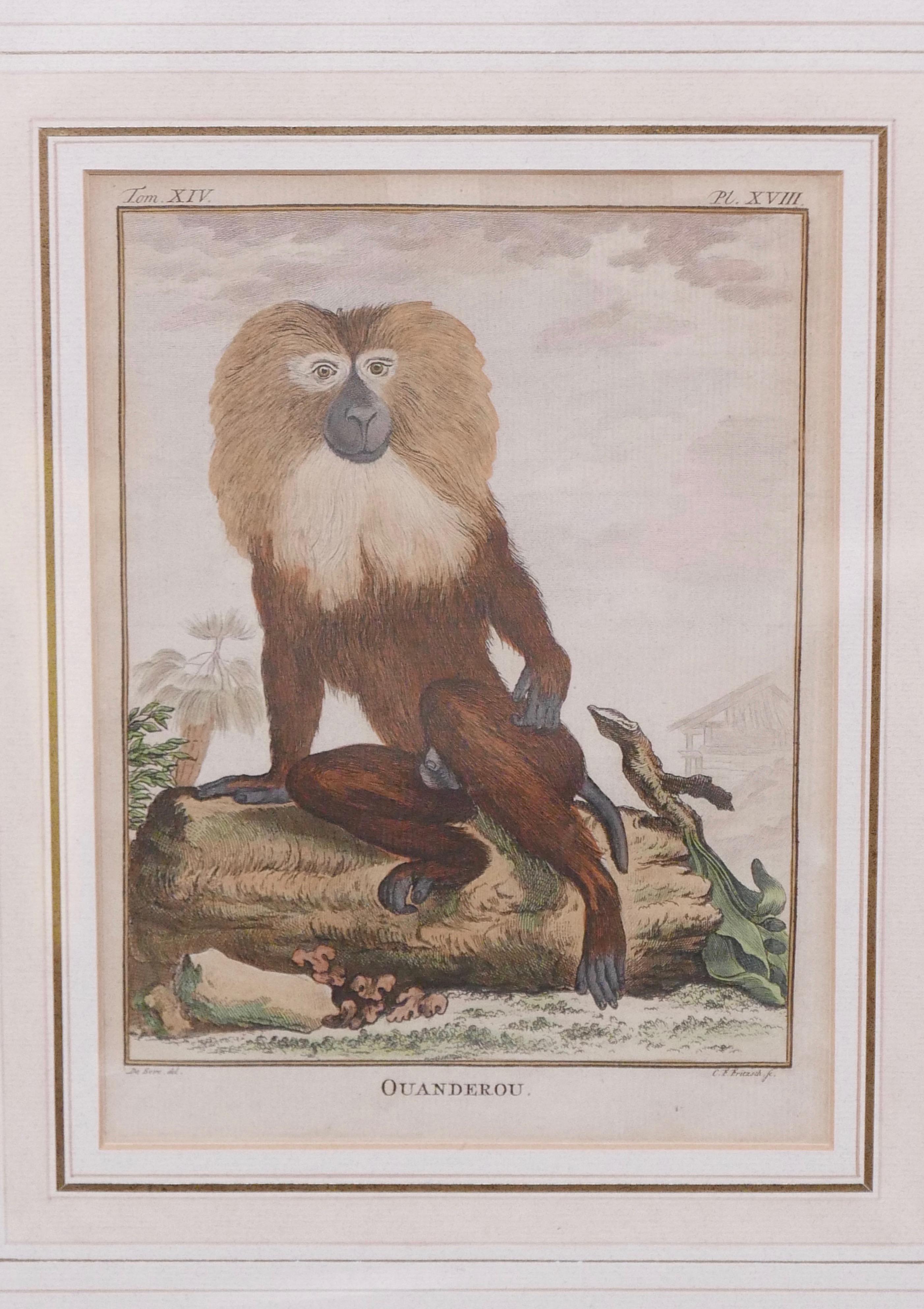 Three Framed Antique Hand Colored Monkey Engravings - Early 19th ...