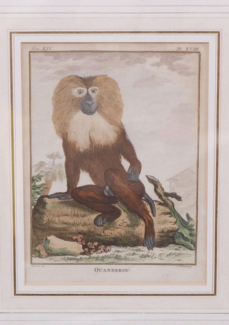 Three Framed Antique Hand Colored Monkey Engravings - Early 19th ...