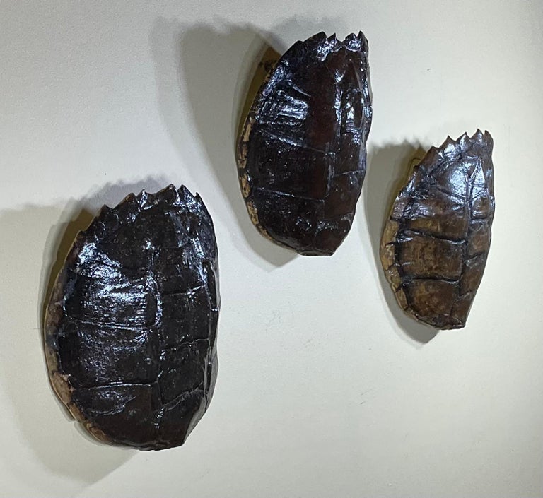 Three Genuine American Fresh Water Snapping Turtle Shells Wall Hanging ...