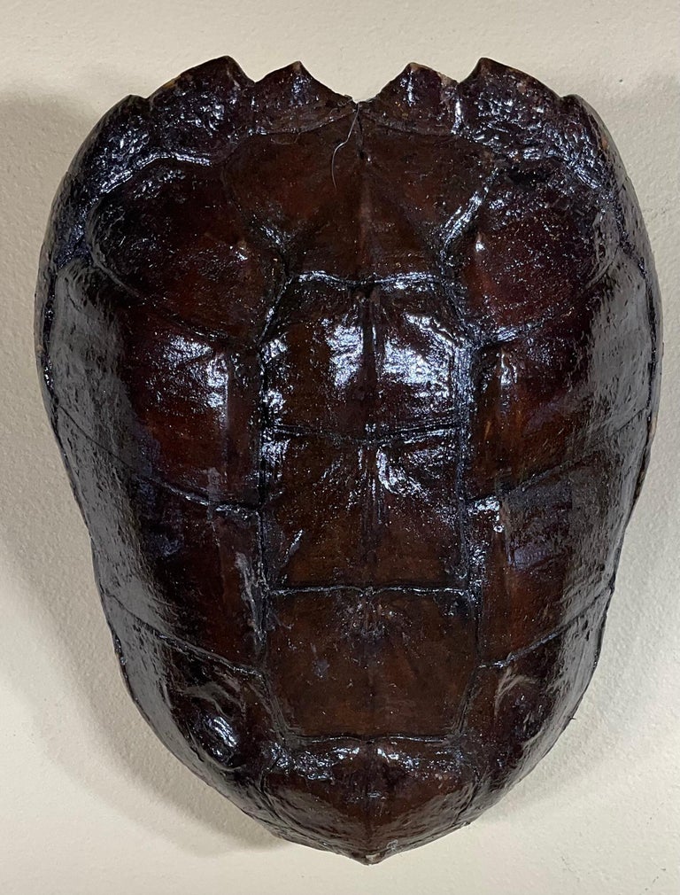 Three Genuine American Fresh Water Snapping Turtle Shells Wall Hanging ...