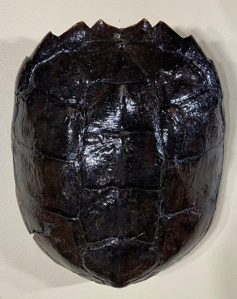 Three Genuine American Fresh Water Snapping Turtle Shells Wall Hanging ...