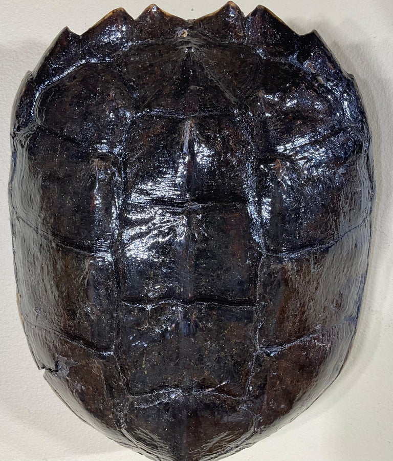 Three Genuine American Fresh Water Snapping Turtle Shells Wall Hanging ...