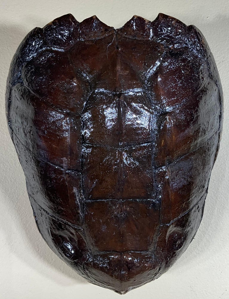 Three Genuine American Fresh Water Snapping Turtle Shells Wall Hanging ...
