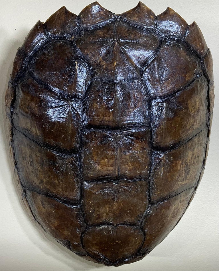 Three Genuine American Fresh Water Snapping Turtle Shells Wall Hanging ...