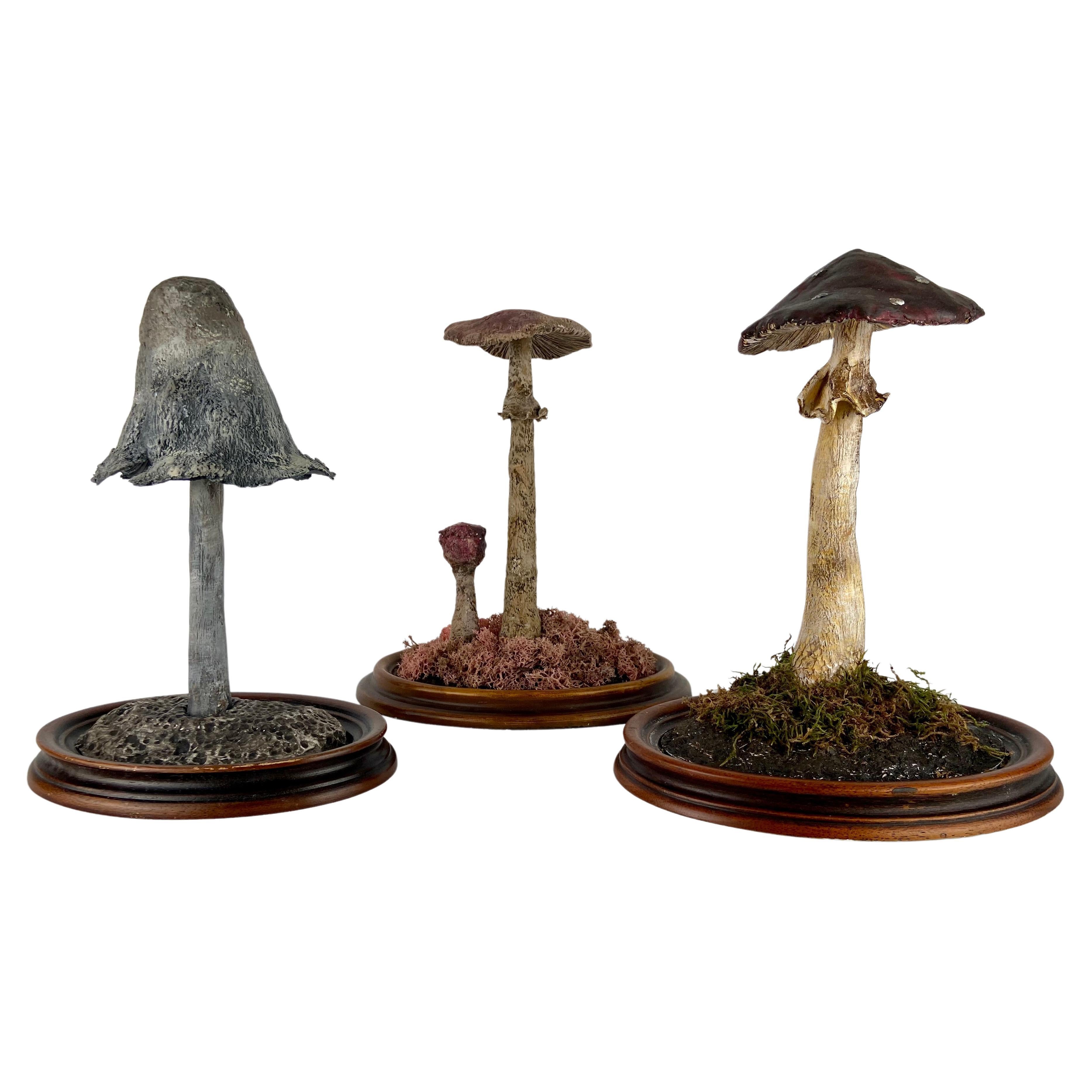 Trio of botanical mushrooms models For Sale at 1stDibs