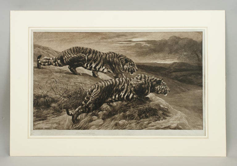 Tiger Etching by Herbert Dicksee, the Destroyers at 1stDibs | herbert ...