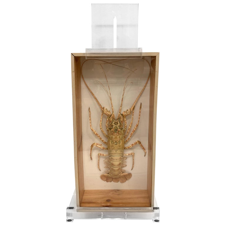 Tiger Lobster Taxidermy Encased in Box, Mounted on Custom Lucite Easel ...