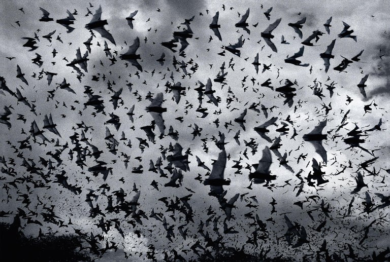Tim Flach - Bat Bomb - Contemporary British Art, Photography, Bats ...