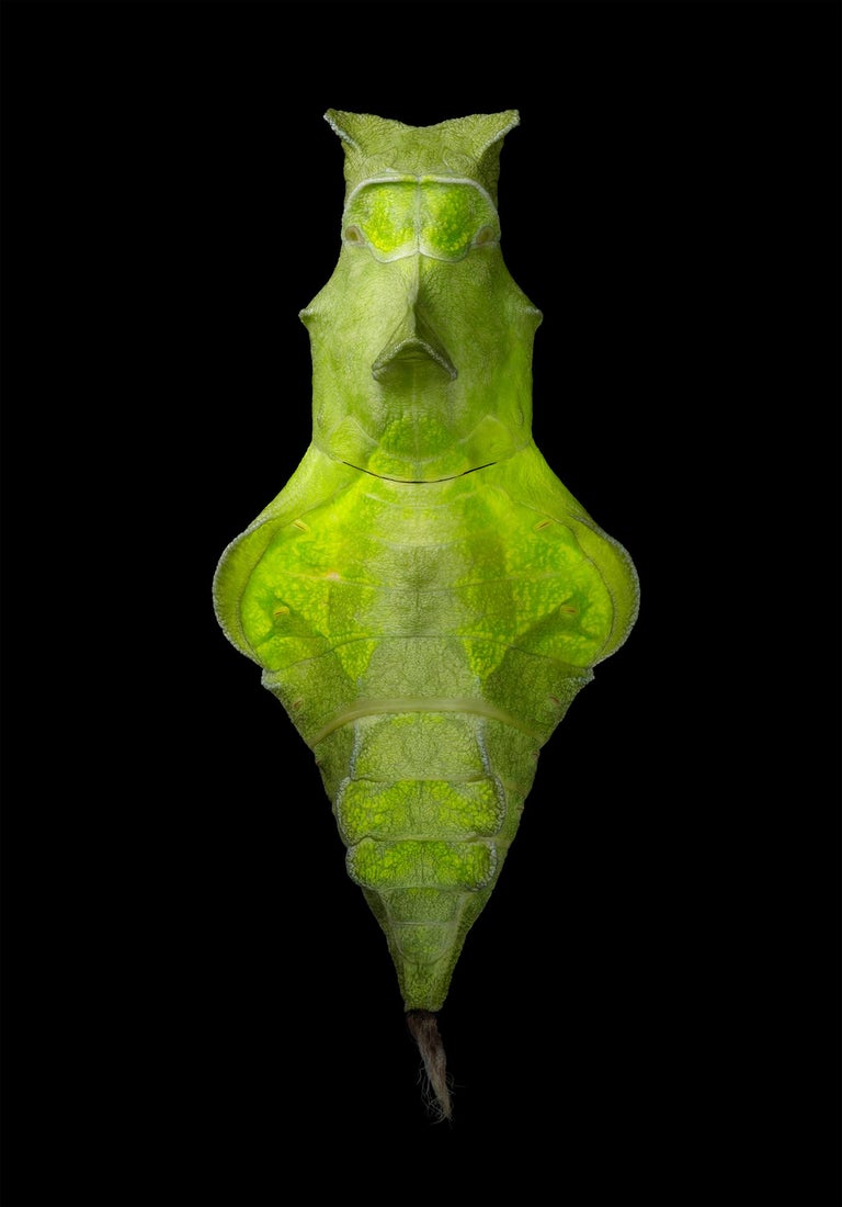 Tim Flach - Battus Polydamas II - Tim Flach, Contemporary British Art ...